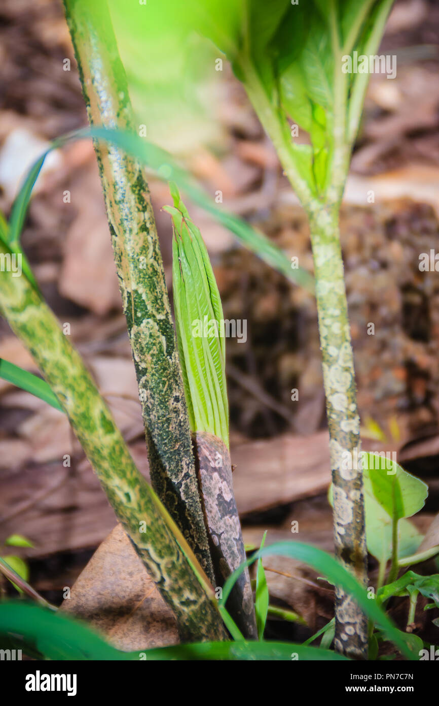 Green Konjac tree (Amorphophallus konjac) in the forest, also known as ...