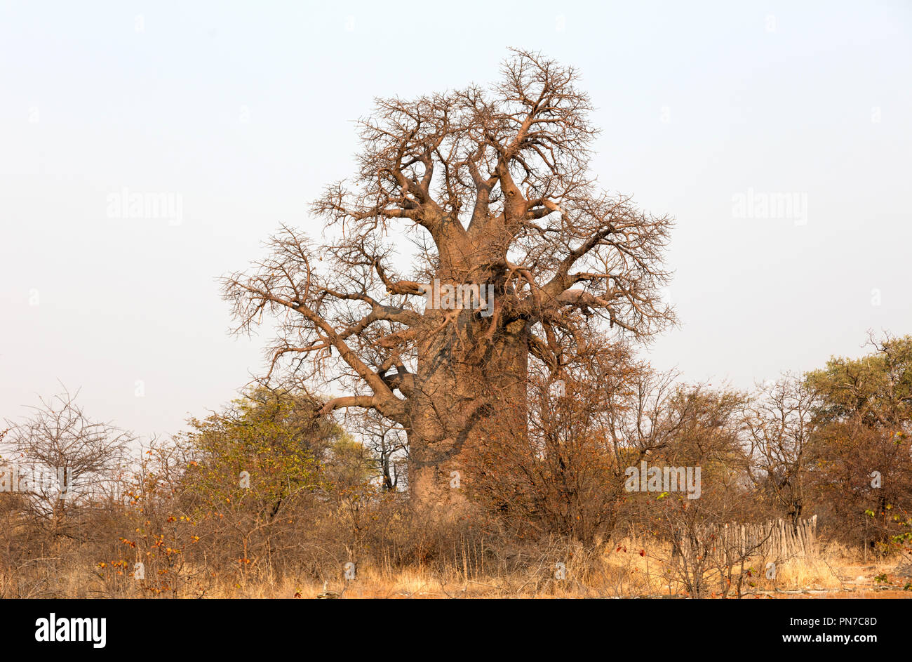 Large baobab tree in the north of Botswana Stock Photo - Alamy