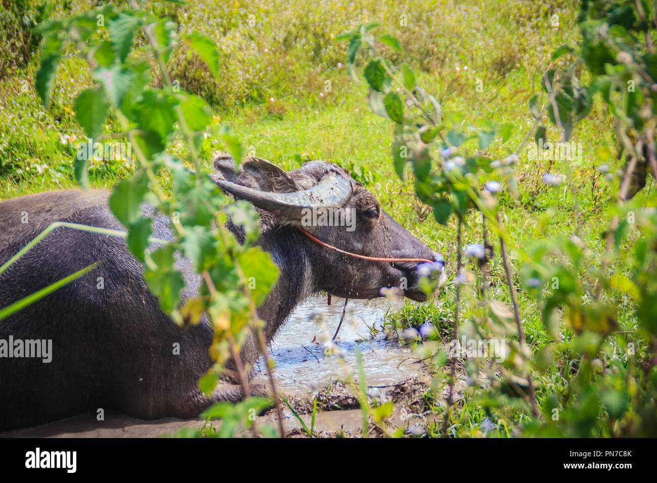 Black big water buffalo is relaxing in the swamp in the forest. Asian ...