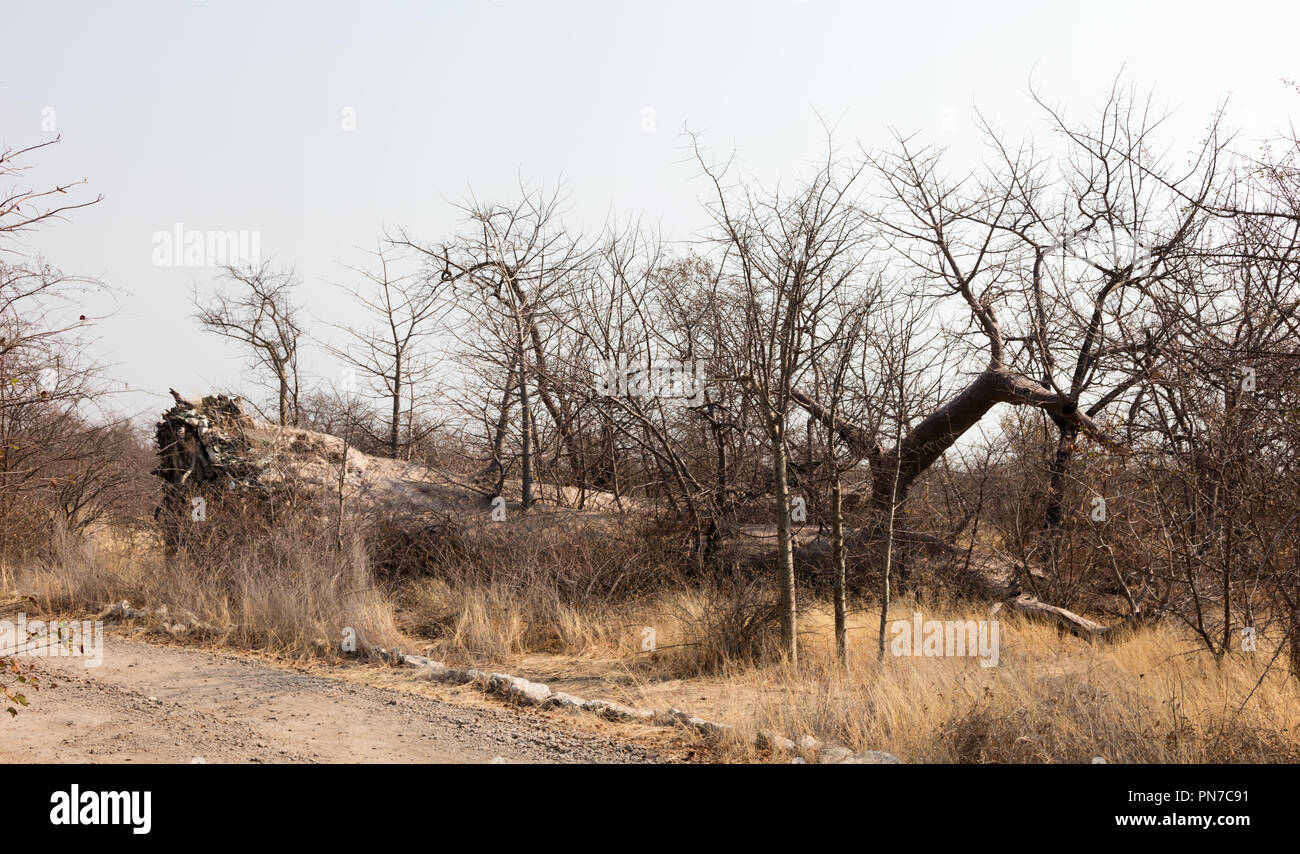 Large baobab tree fallen in the north of Botswana Stock Photo - Alamy