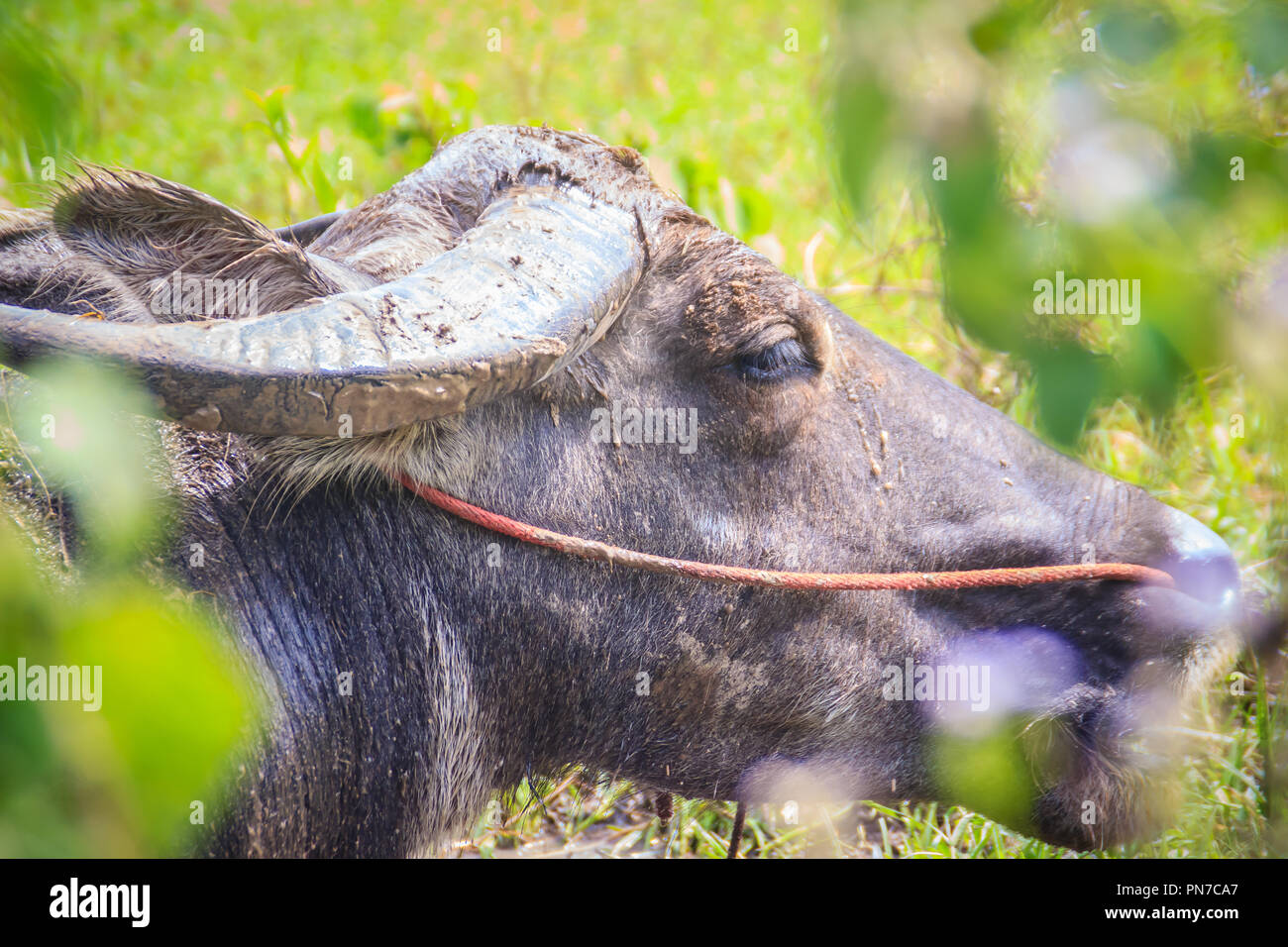 Black big water buffalo is relaxing in the swamp in the forest. Asian ...