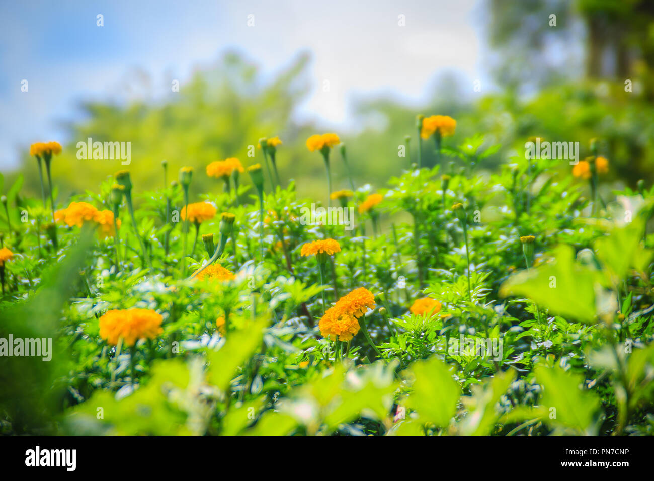 Bush of marigold tree growing with yellow flowers in the farm under ...