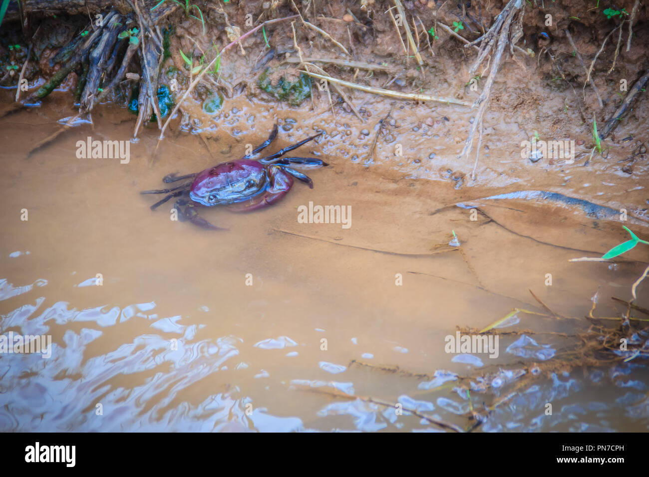 Parathelphusidae hi-res stock photography and images - Alamy
