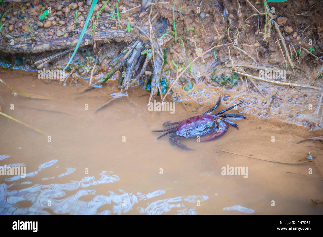 Ricefield crab hi-res stock photography and images - Alamy