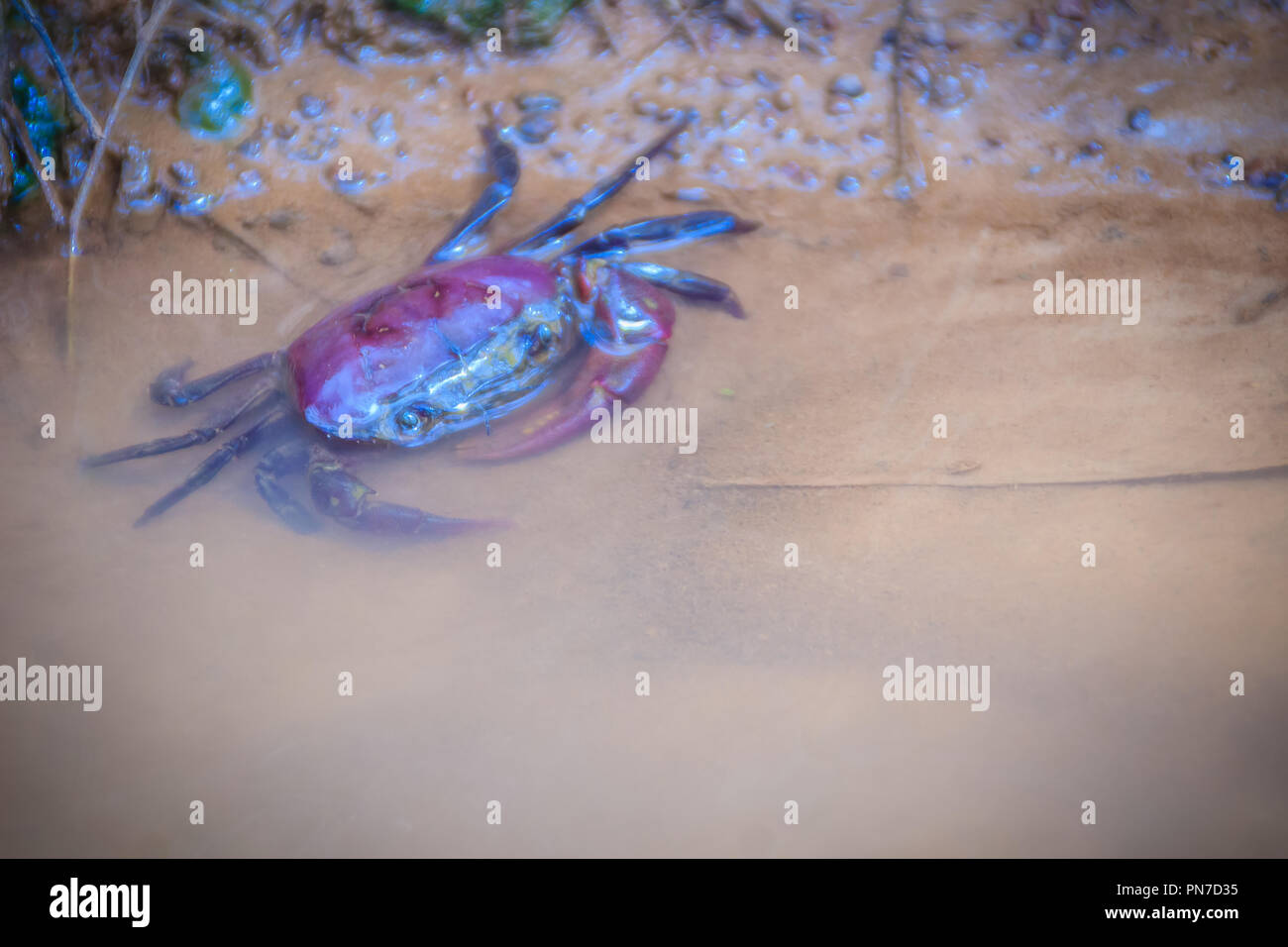 Ricefield crab hi-res stock photography and images - Alamy