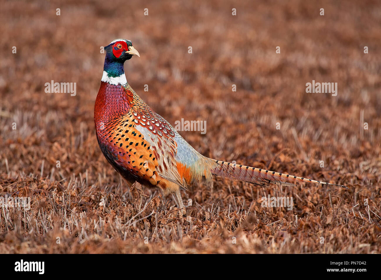 Male pheasant rooster in a freshly cut field posing Stock Photo - Alamy