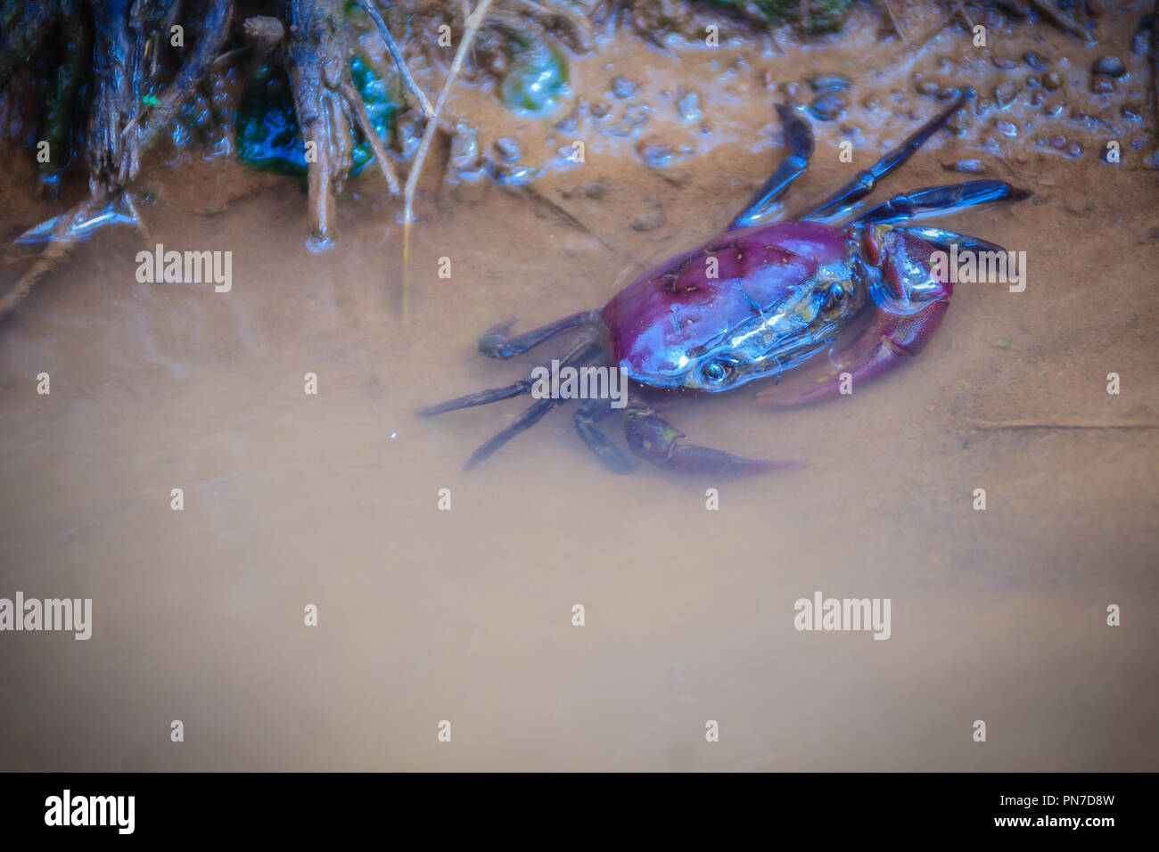 Ricefield crab hi-res stock photography and images - Alamy