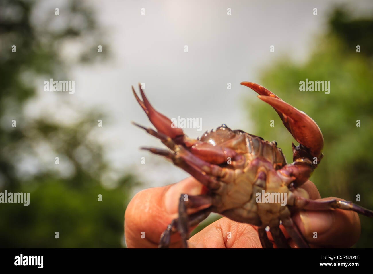 Parathelphusidae hi-res stock photography and images - Alamy