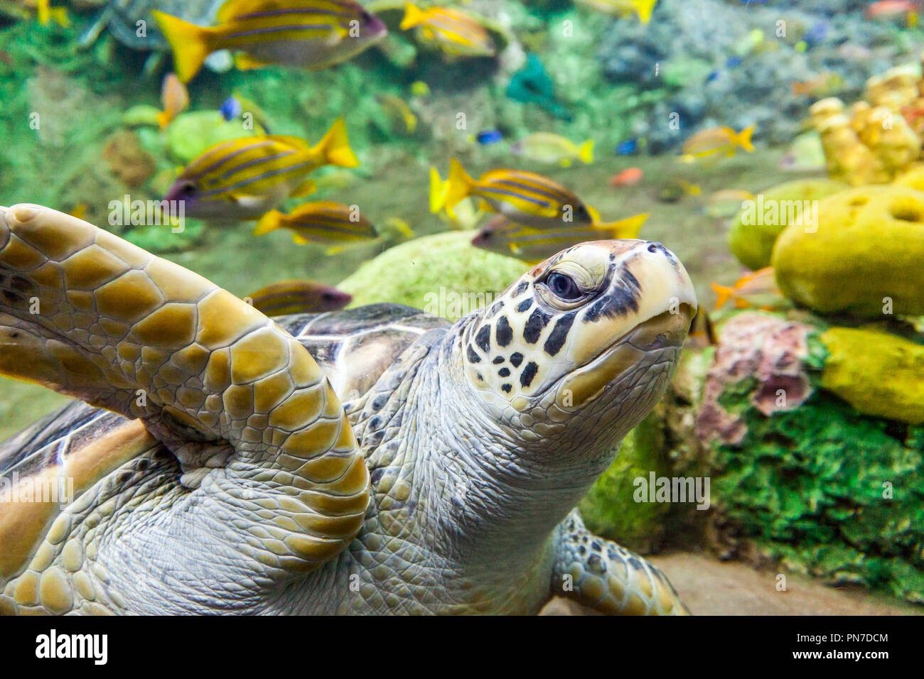 Marine turtle swimming underwater hi-res stock photography and images ...