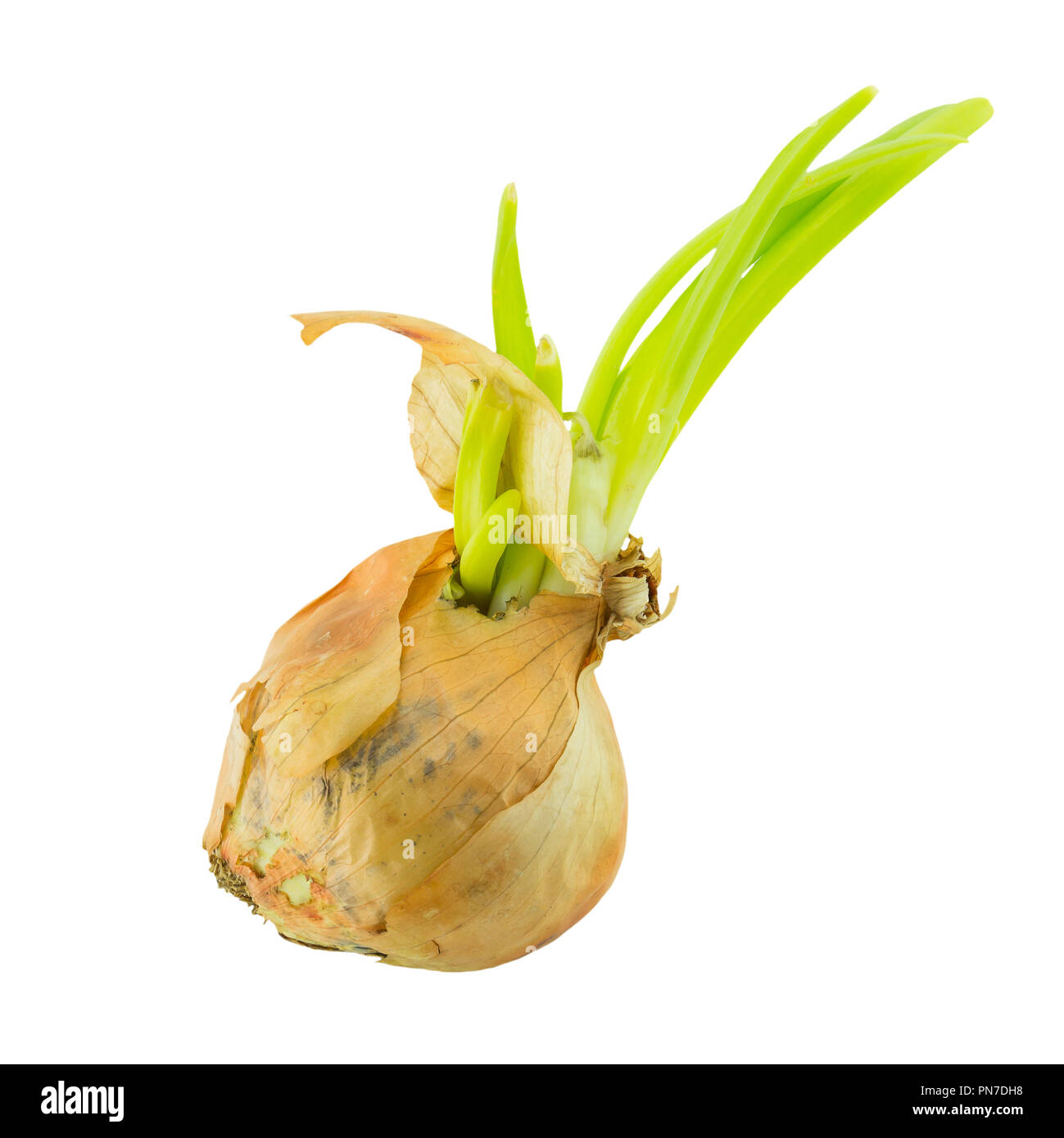 Yellow golden shoots hi-res stock photography and images - Alamy