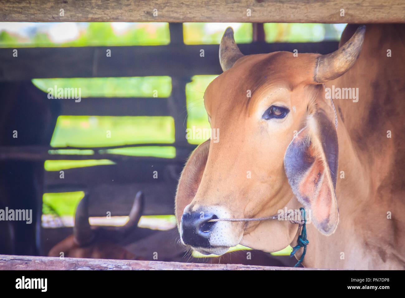 American brahman cow hi-res stock photography and images - Alamy