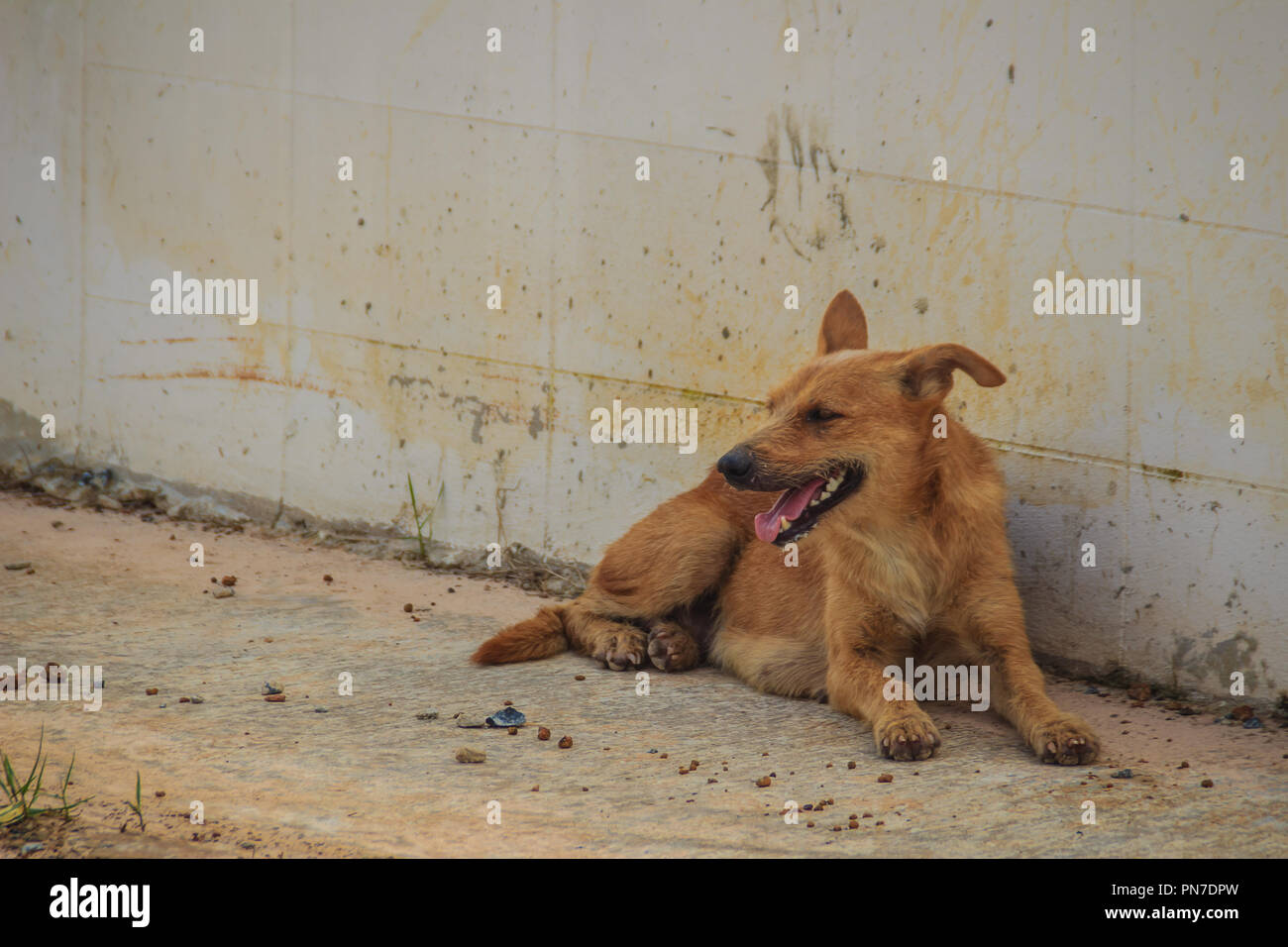 Red abandoned homeless stray dog is lying in the street. Little sad ...
