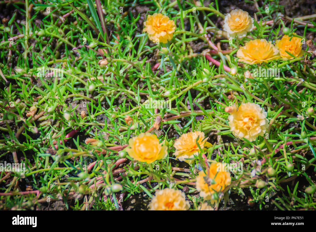 Beautiful yellow portulaca oleracea flower, also known as common ...