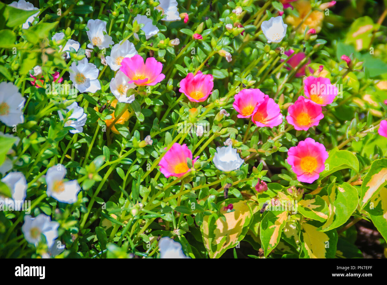 Beautiful pink portulaca oleracea flower, also known as common purslane ...