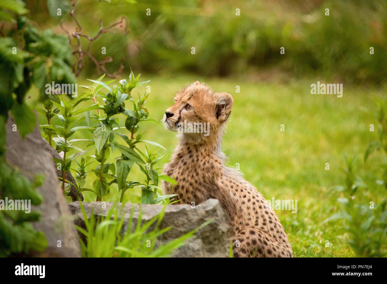 Cheetah cub hi-res stock photography and images - Alamy