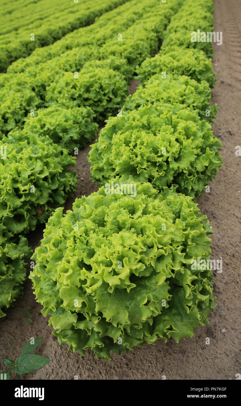 large head of lettuce in the field cultivated with sandy soil to ...