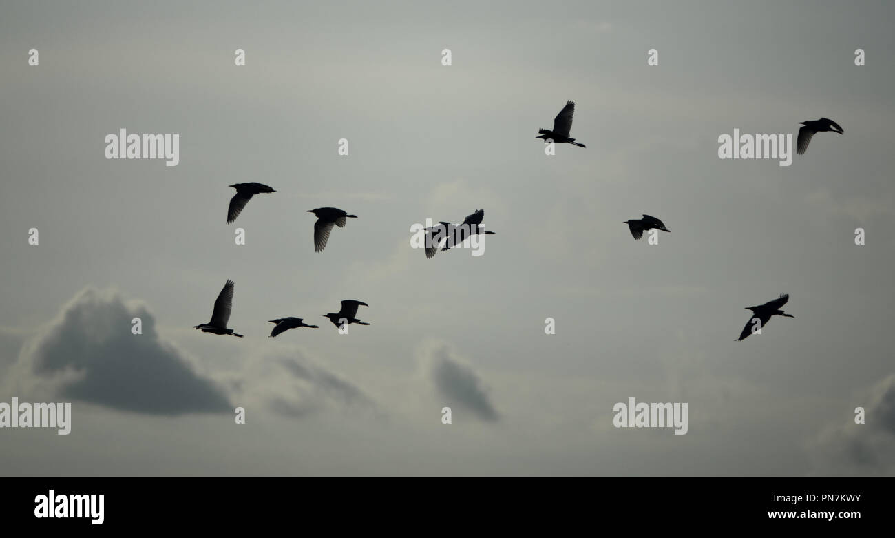Group of egrets flying at sunset, high contrast Stock Photo - Alamy
