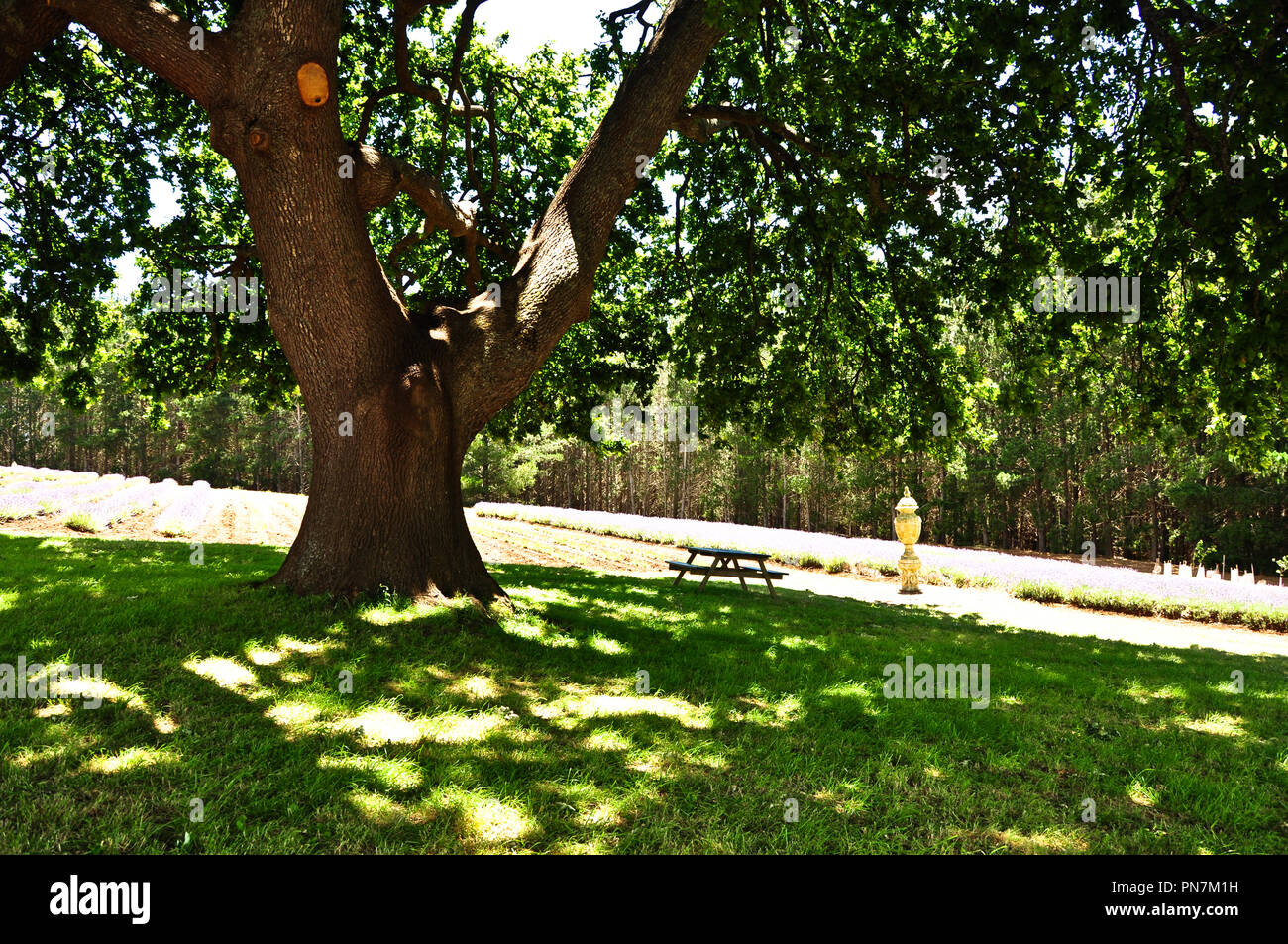 Leafy tree canopy hi-res stock photography and images - Alamy