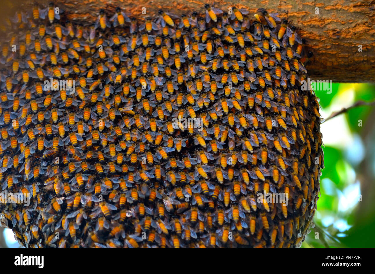 Bees making hive hi-res stock photography and images - Alamy
