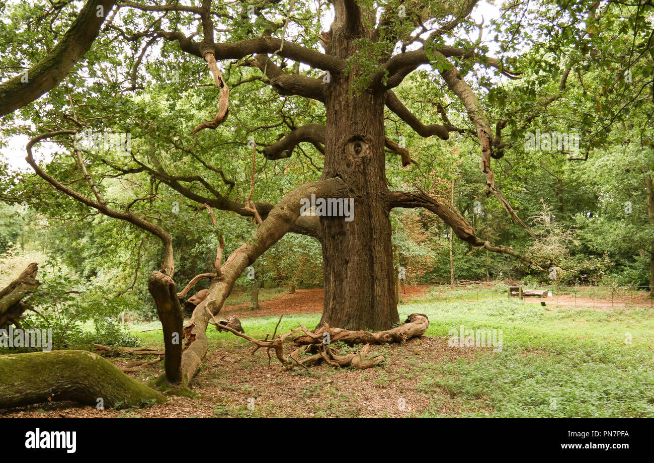 Largest oak tree hi-res stock photography and images - Alamy