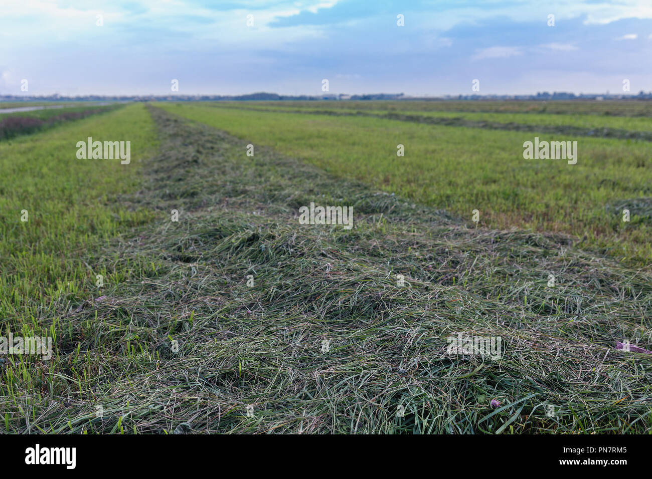 a line of freshly cut grass on a field close-up Stock Photo - Alamy