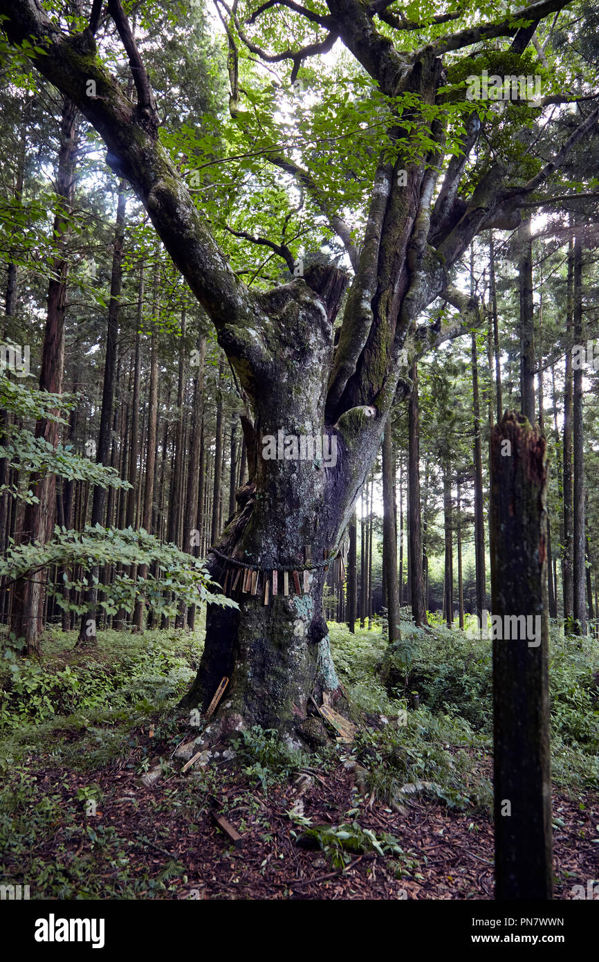 Sacred Tree in the forest surrounding Mt. Fuji Stock Photo - Alamy