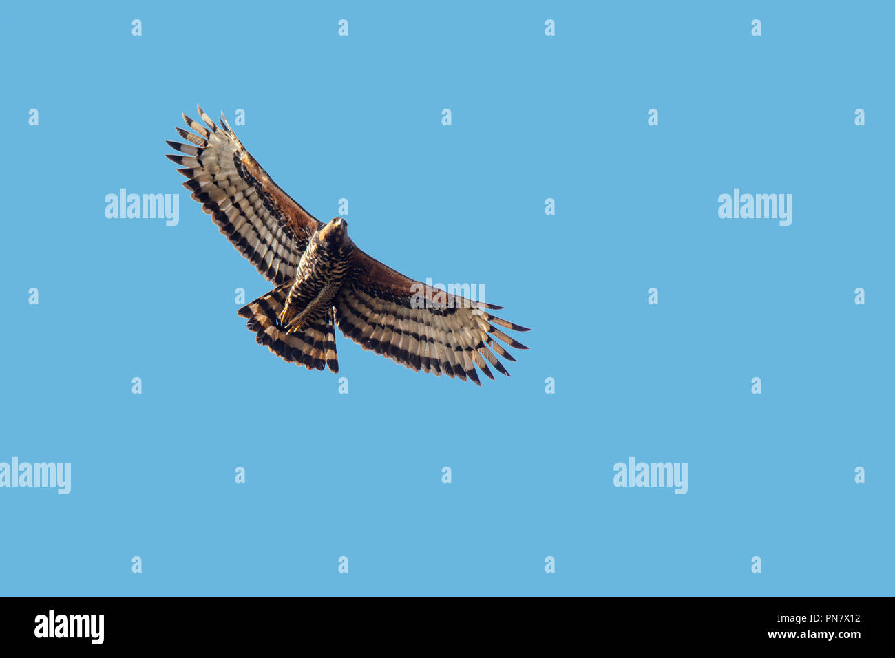 Crowned Eagle Stephanoaetus coronatus Mkuze, South Africa 23 August ...