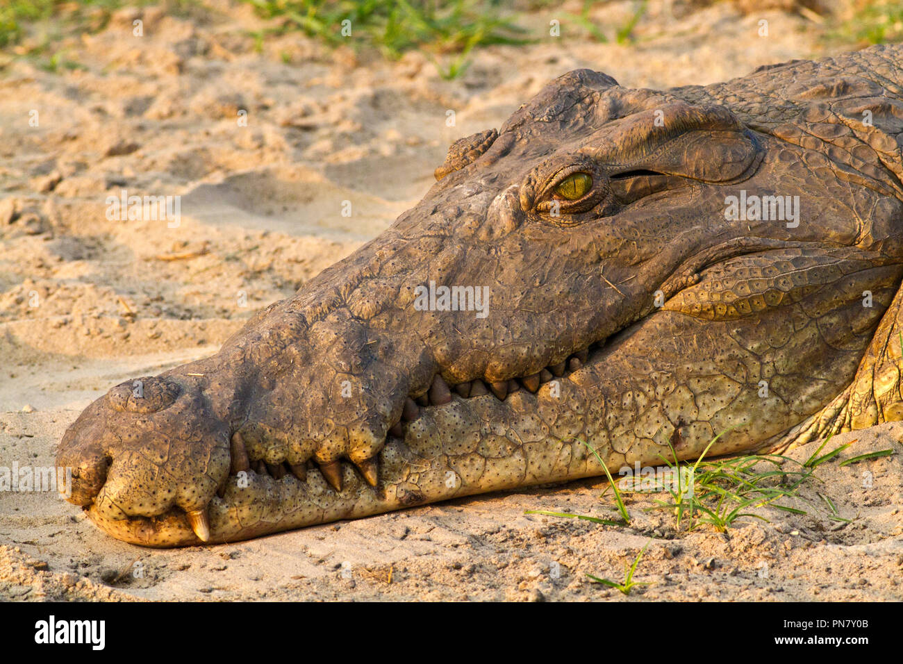 The jaws of the Crocodile are the most powerful in Nature with a force ...