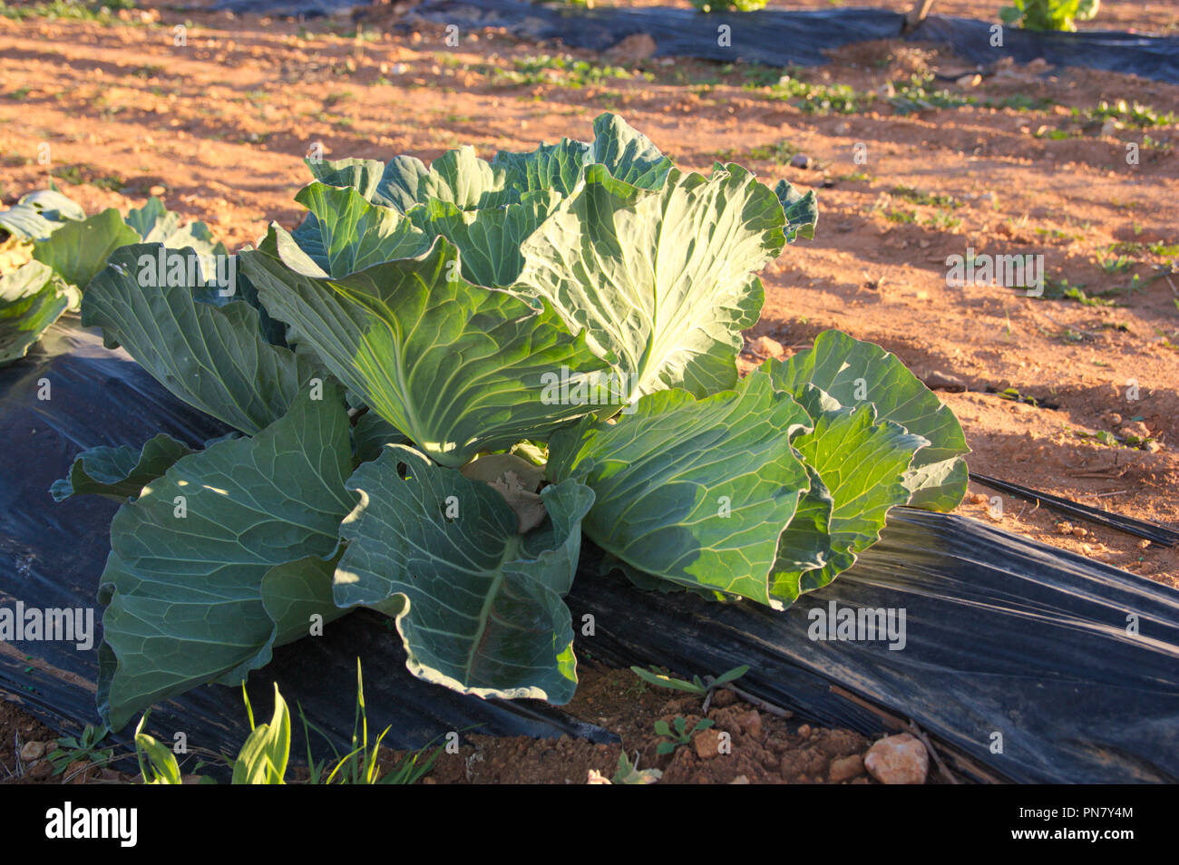 Field leafy fresh planted cabbage hi-res stock photography and images ...