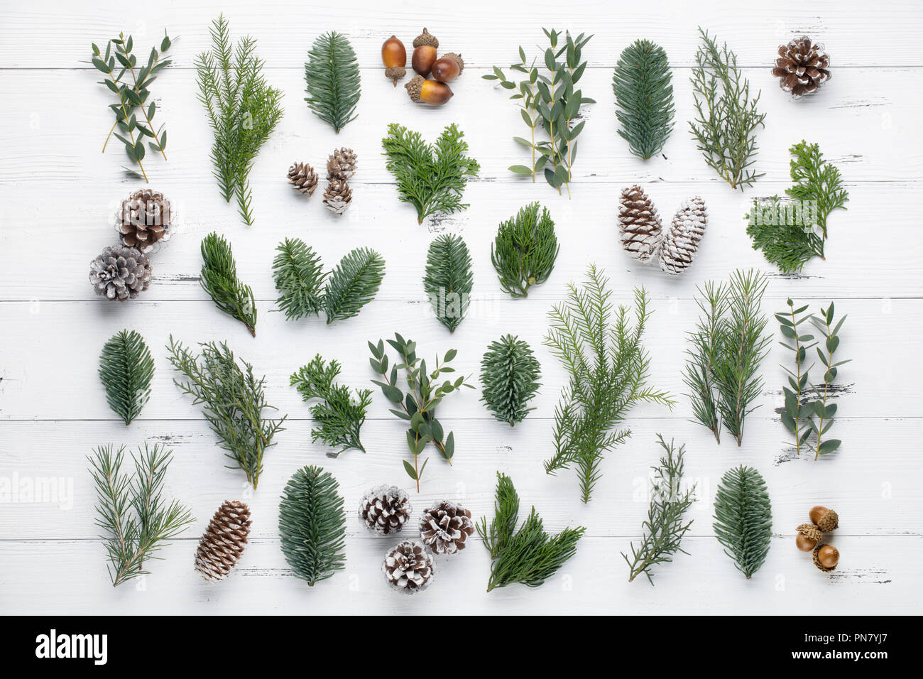 White table fir tree hi-res stock photography and images - Alamy