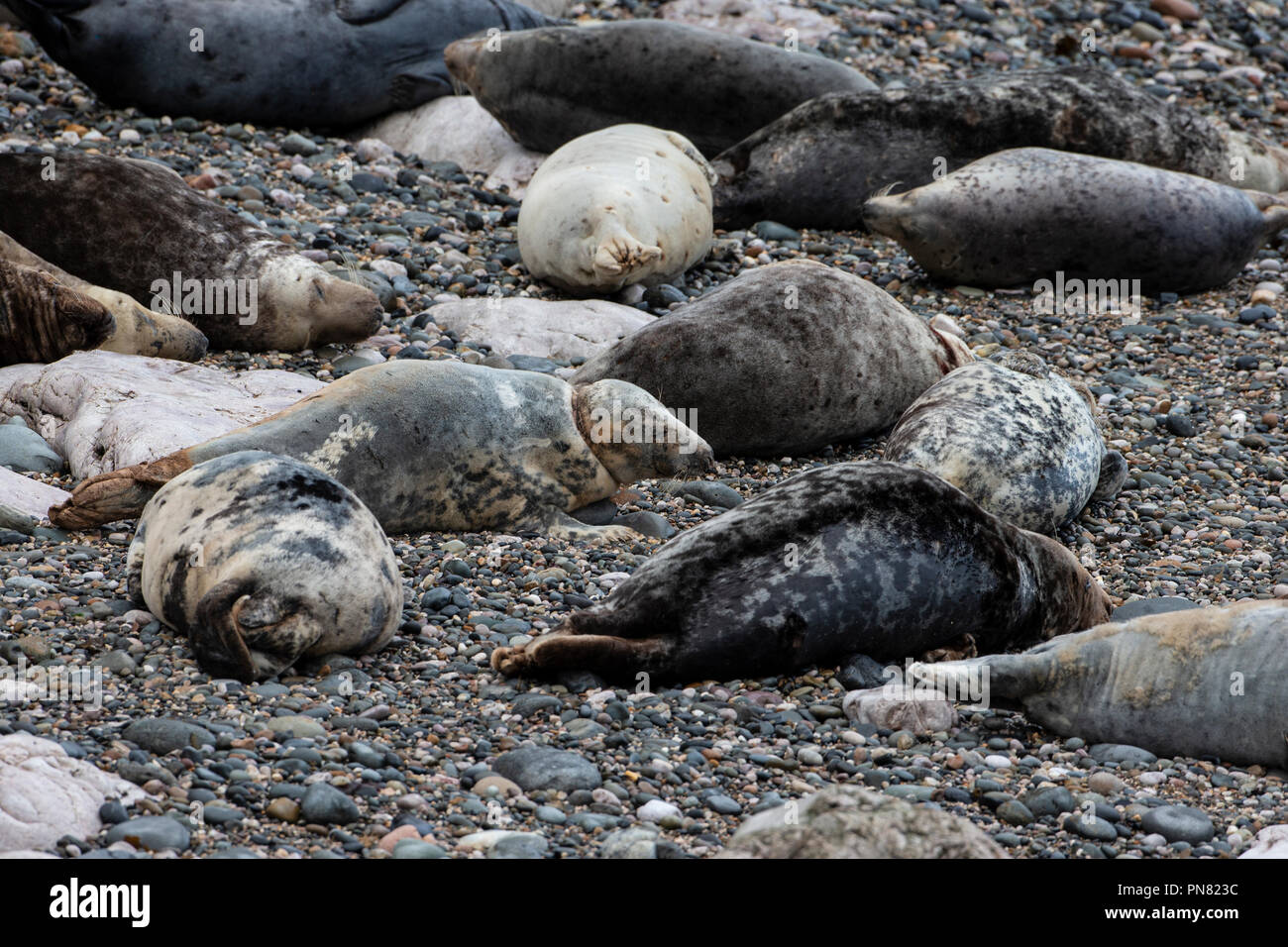 Seals among rocks hi-res stock photography and images - Alamy