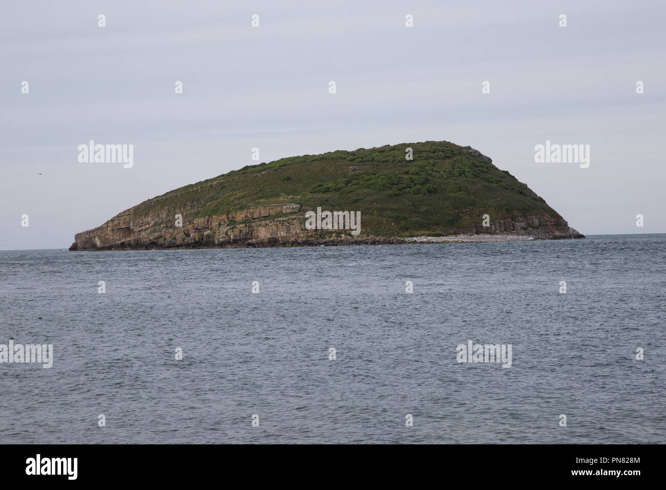 Puffin Island an uninhabited small island off the eastern tip of ...
