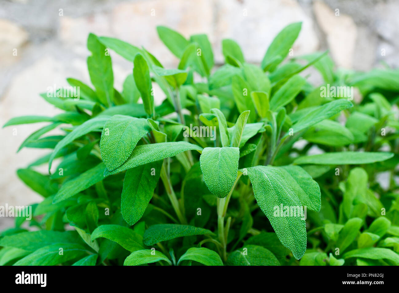 Salvia officinalis garden hi-res stock photography and images - Alamy