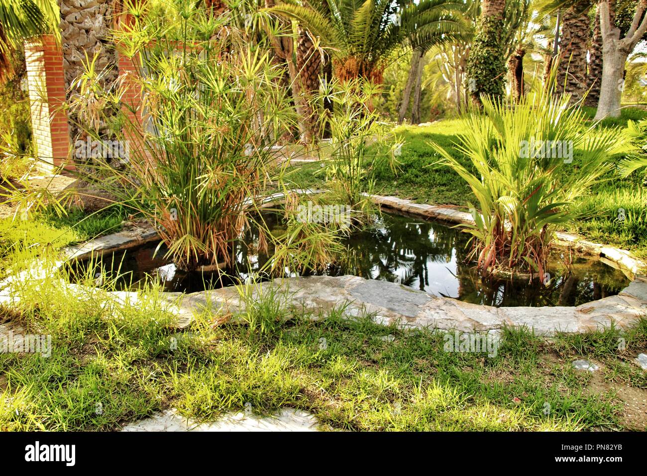 Beautiful and leafy municipal park in Elche between palm trees. Elche ...