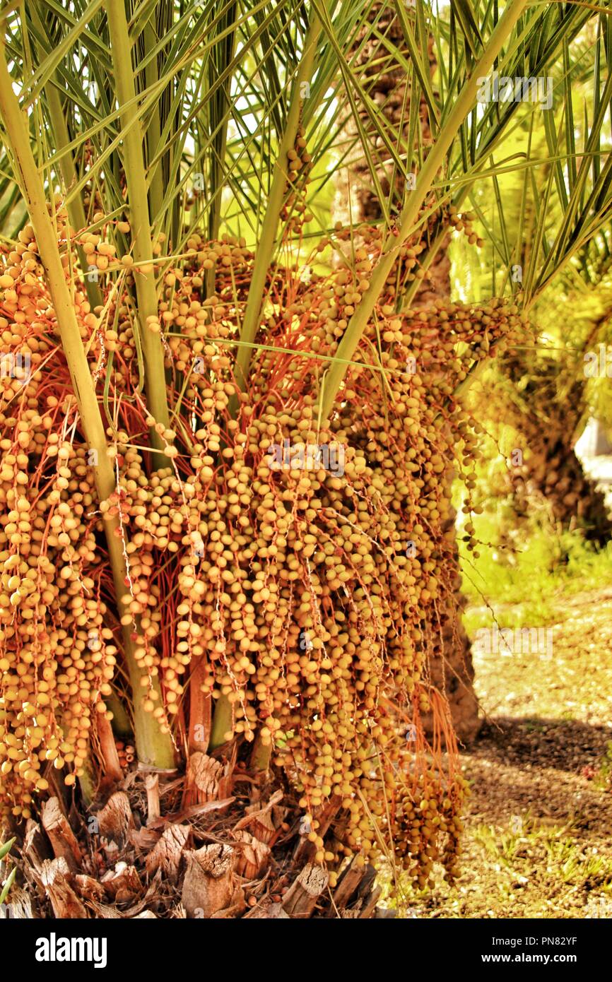 Dates on a palm tree texture in the municipal park of Elche, Alicante ...