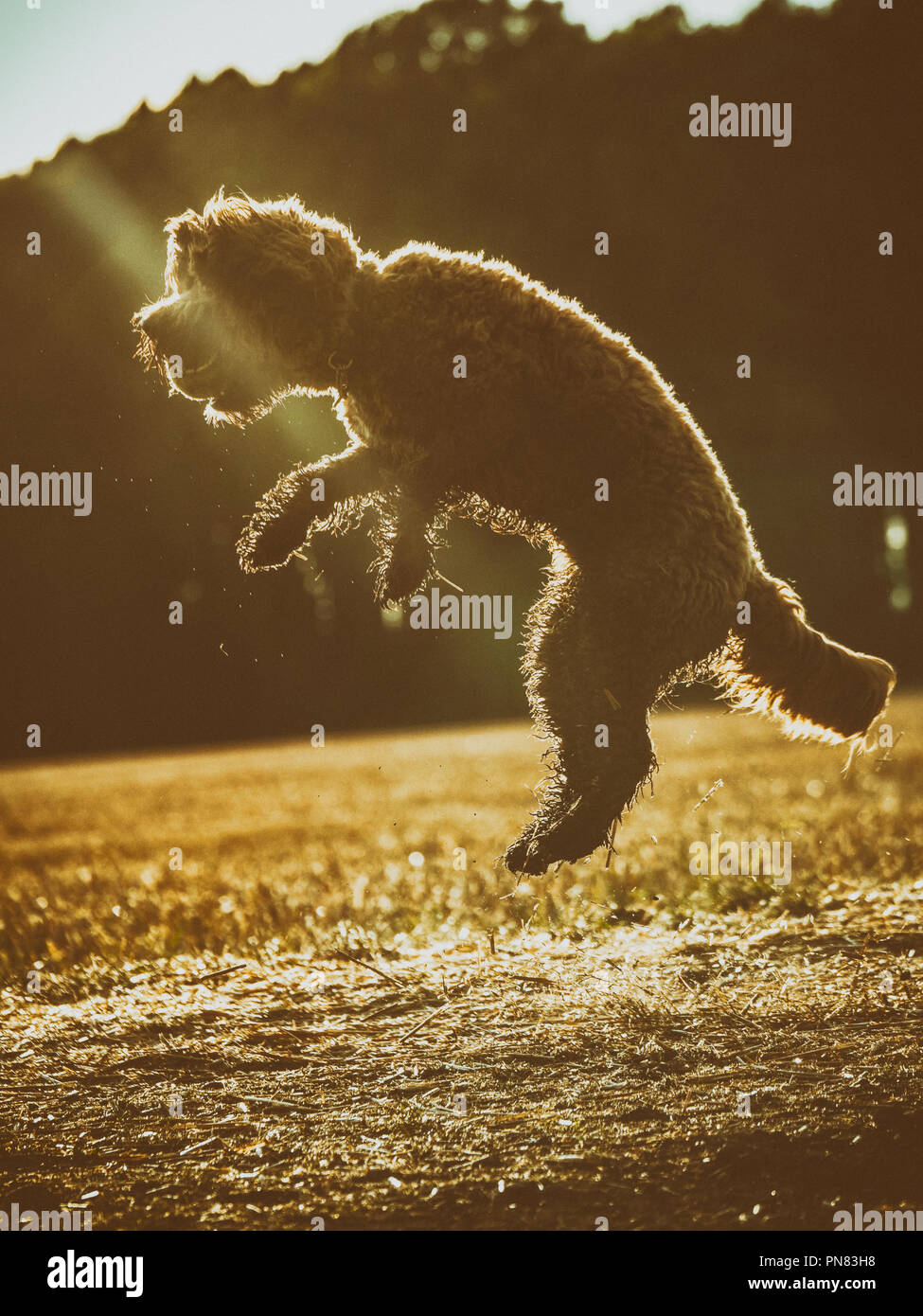 Cockapoo Side View High Resolution Stock Photography and Images - Alamy