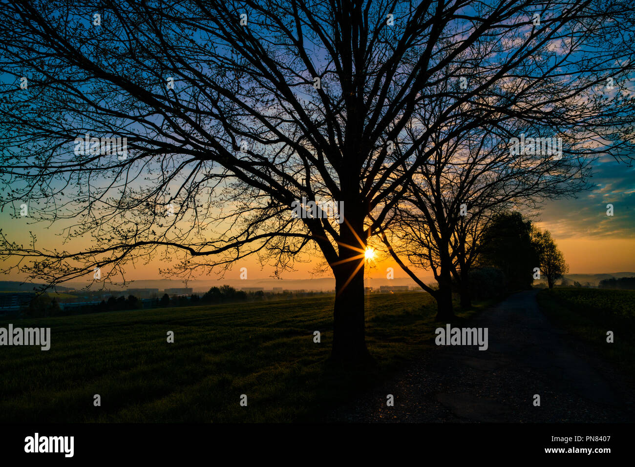 Tree silhouette at dawn hi-res stock photography and images - Alamy