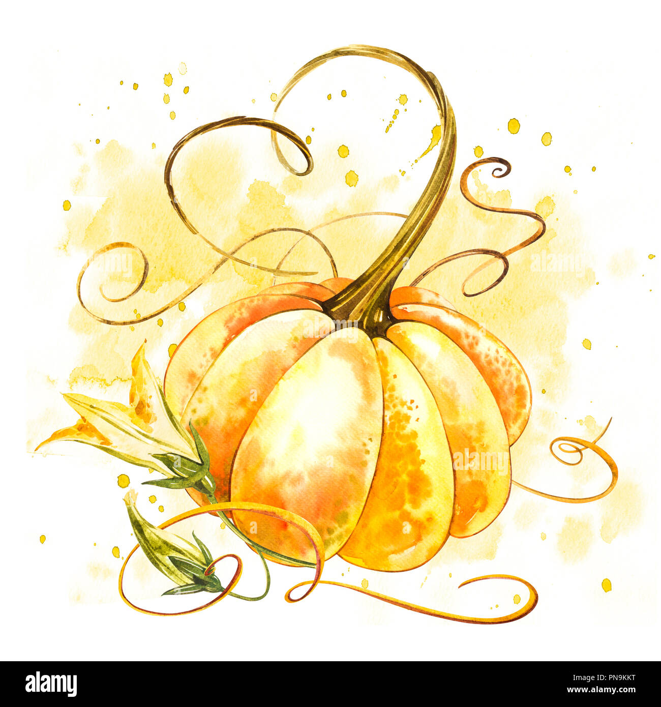 Pumpkin. Hand drawn watercolor painting on white background. Watercolor ...