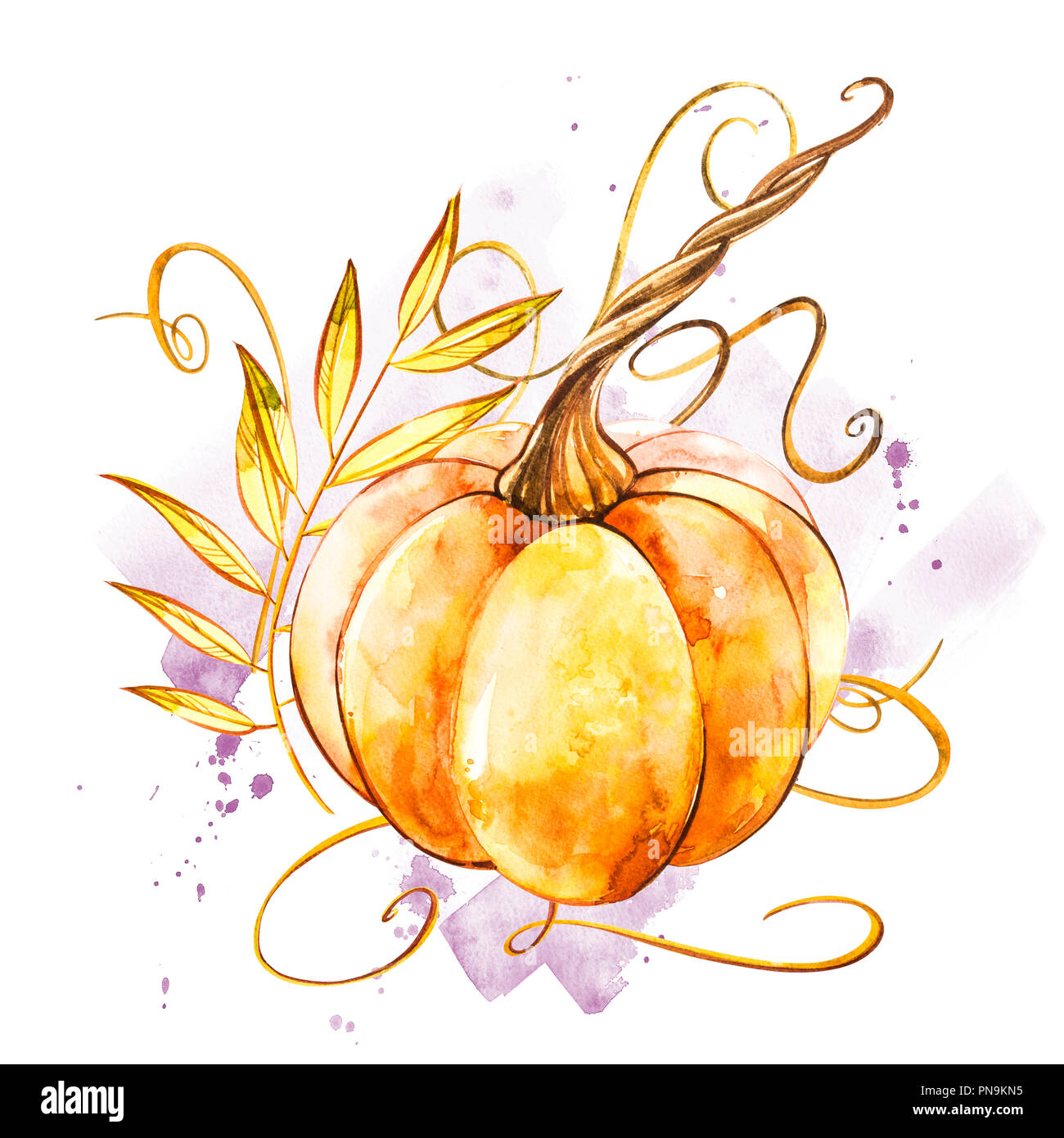Pumpkin. Hand drawn watercolor painting on white background. Watercolor ...