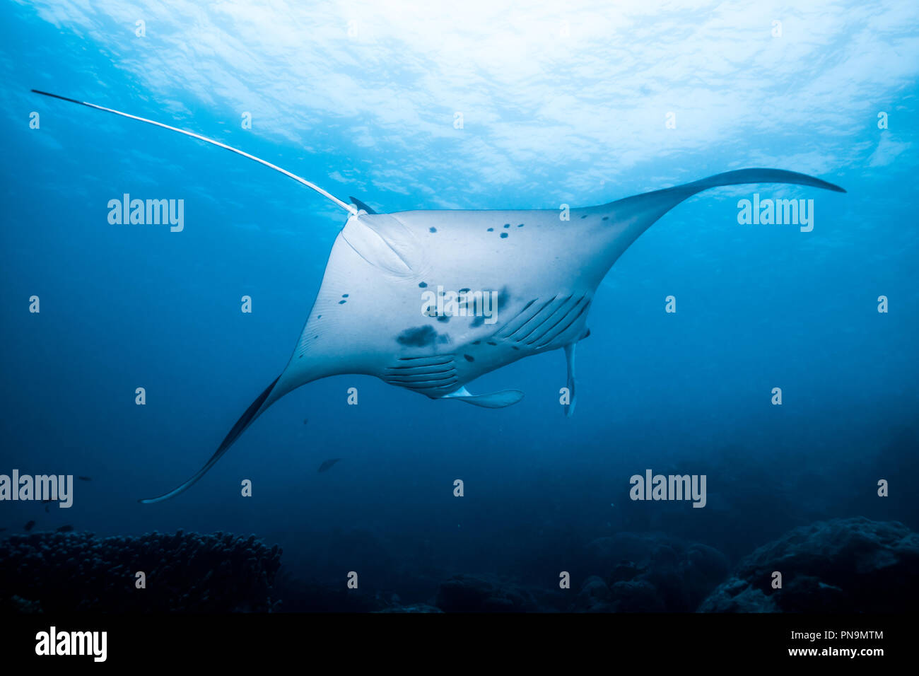 Manta ray. swimming in the blue ocean. Yap island Federated States of ...