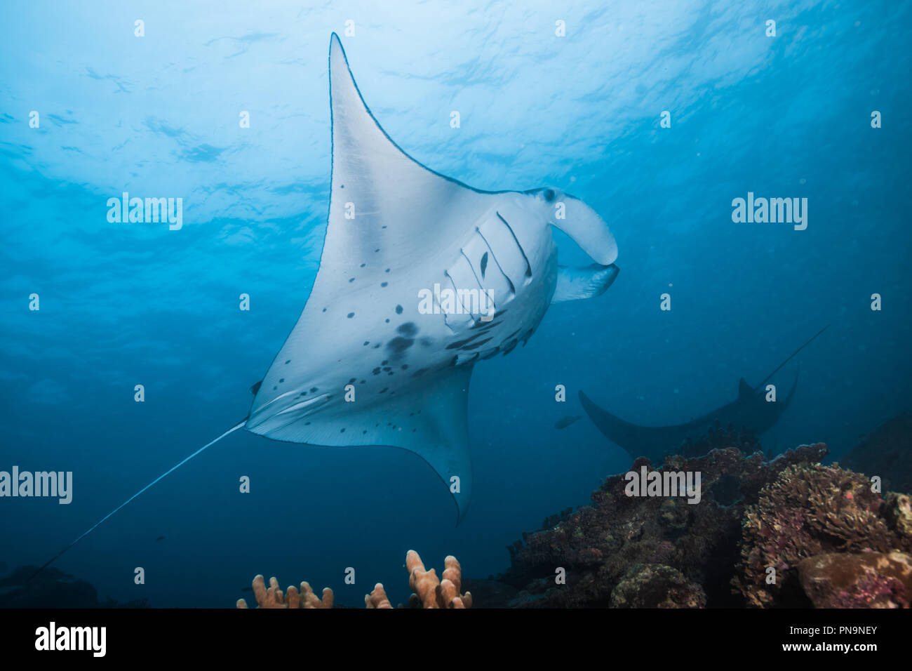 Yap Pacific Ocean Ray Stock Photos & Yap Pacific Ocean Ray Stock Images ...