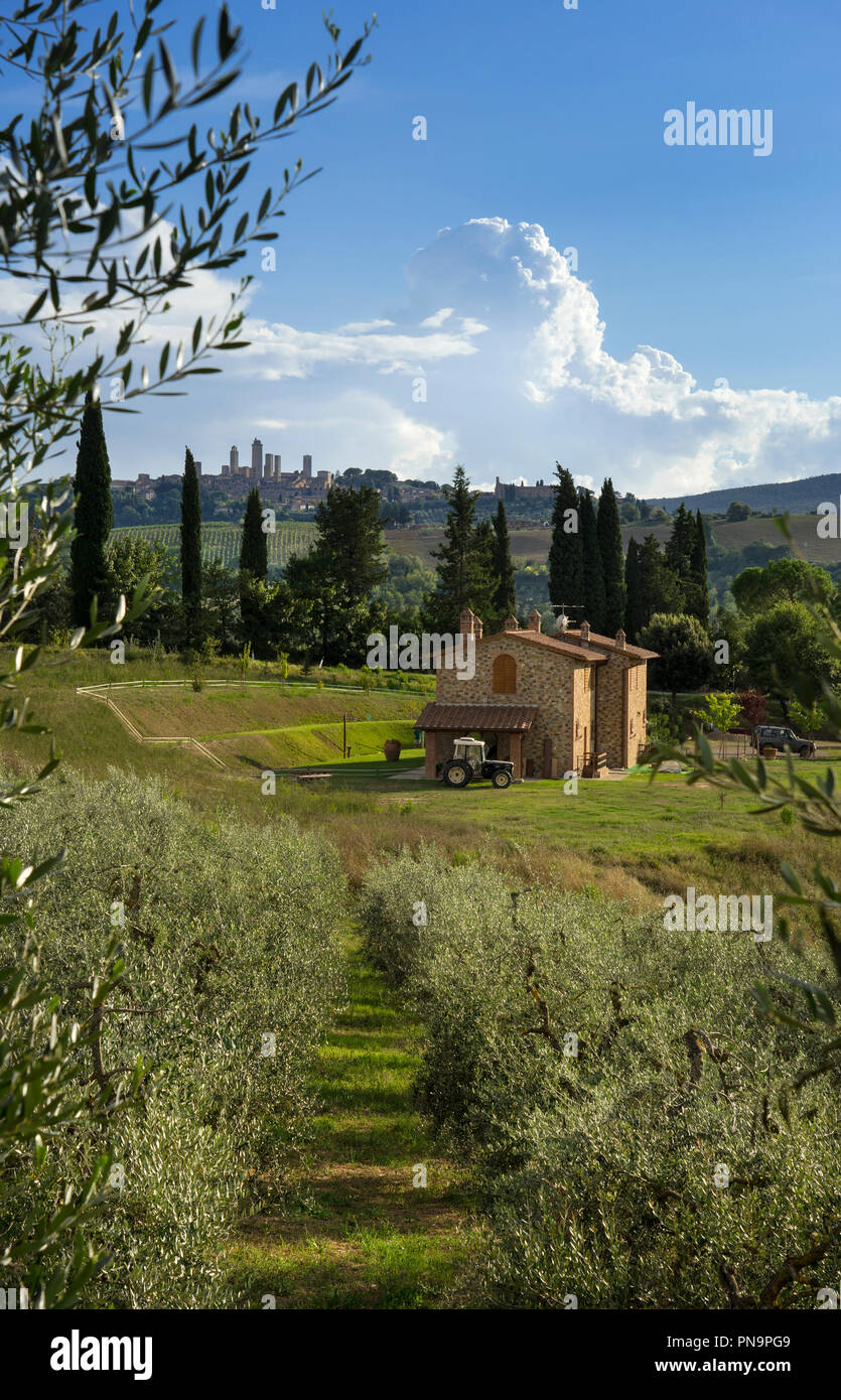 Tuscan Countryside view over olive grove with typical farmhouse and San ...