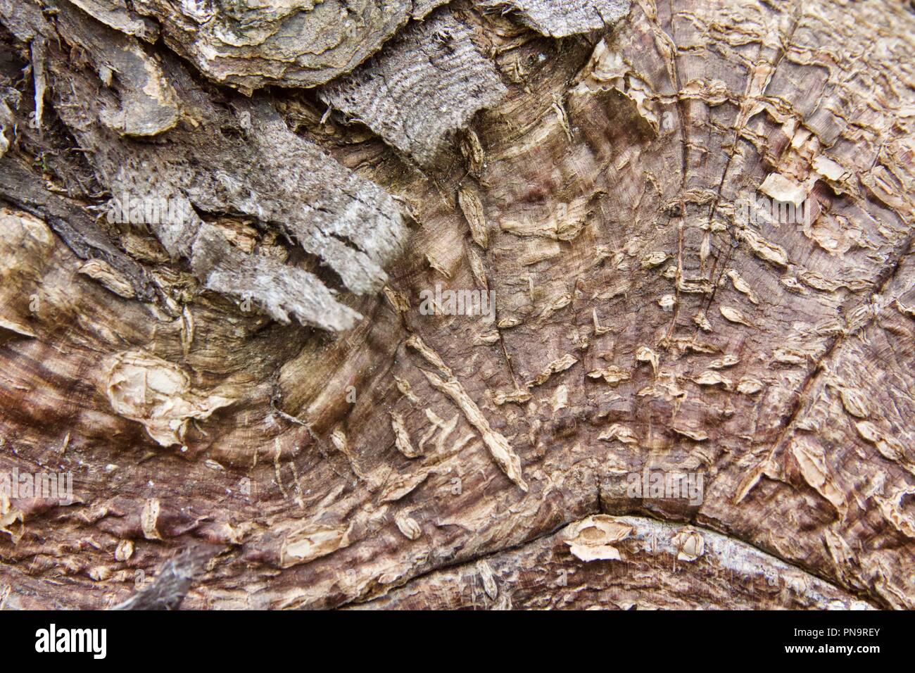 Bark textures hi-res stock photography and images - Alamy