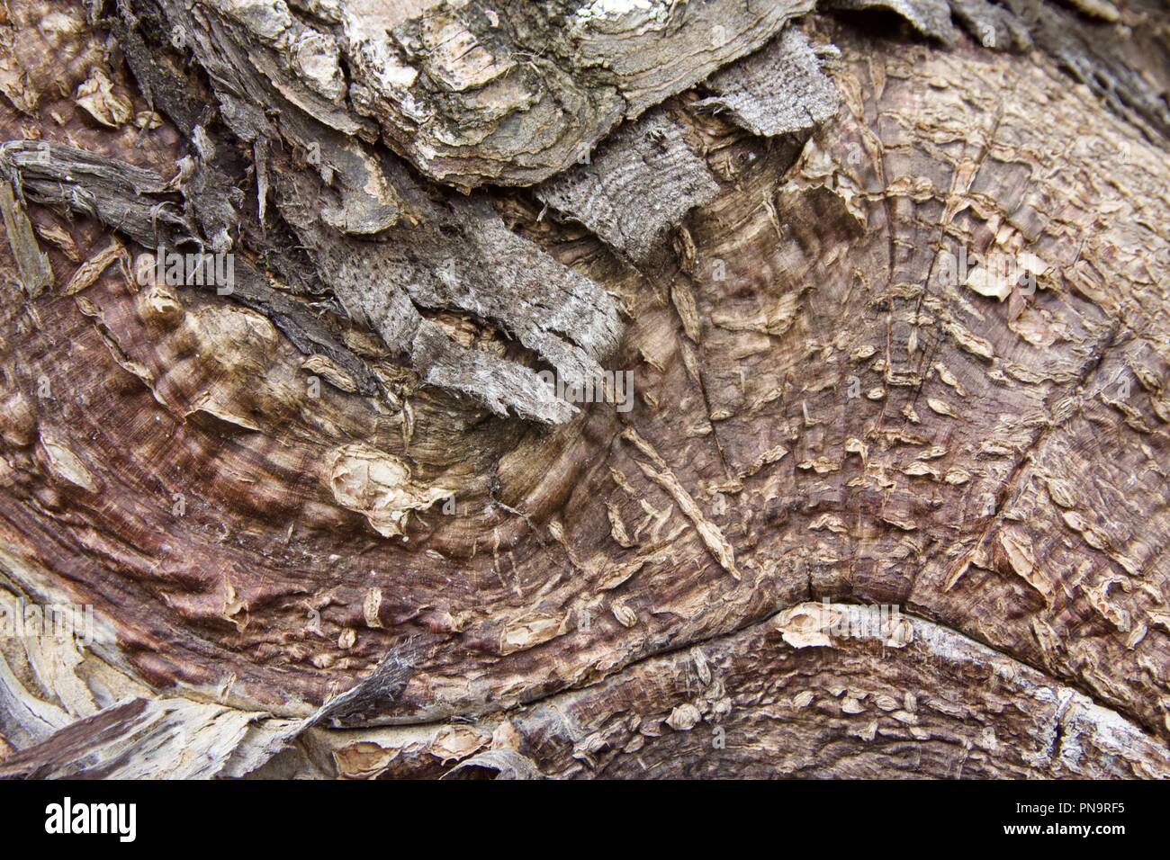 Closeup of tree bark Stock Photo - Alamy