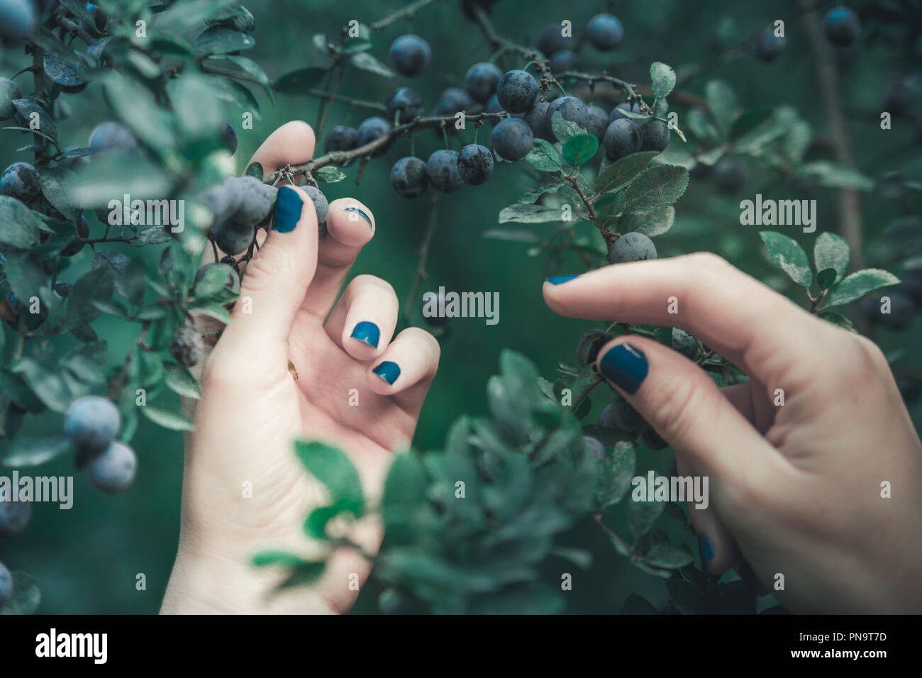 Close up woman hands grabbing blueberries from the tree. Blue nails and ...
