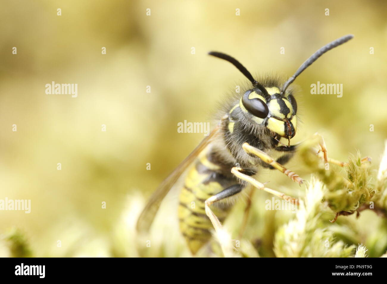 Creatures wasp hi-res stock photography and images - Alamy