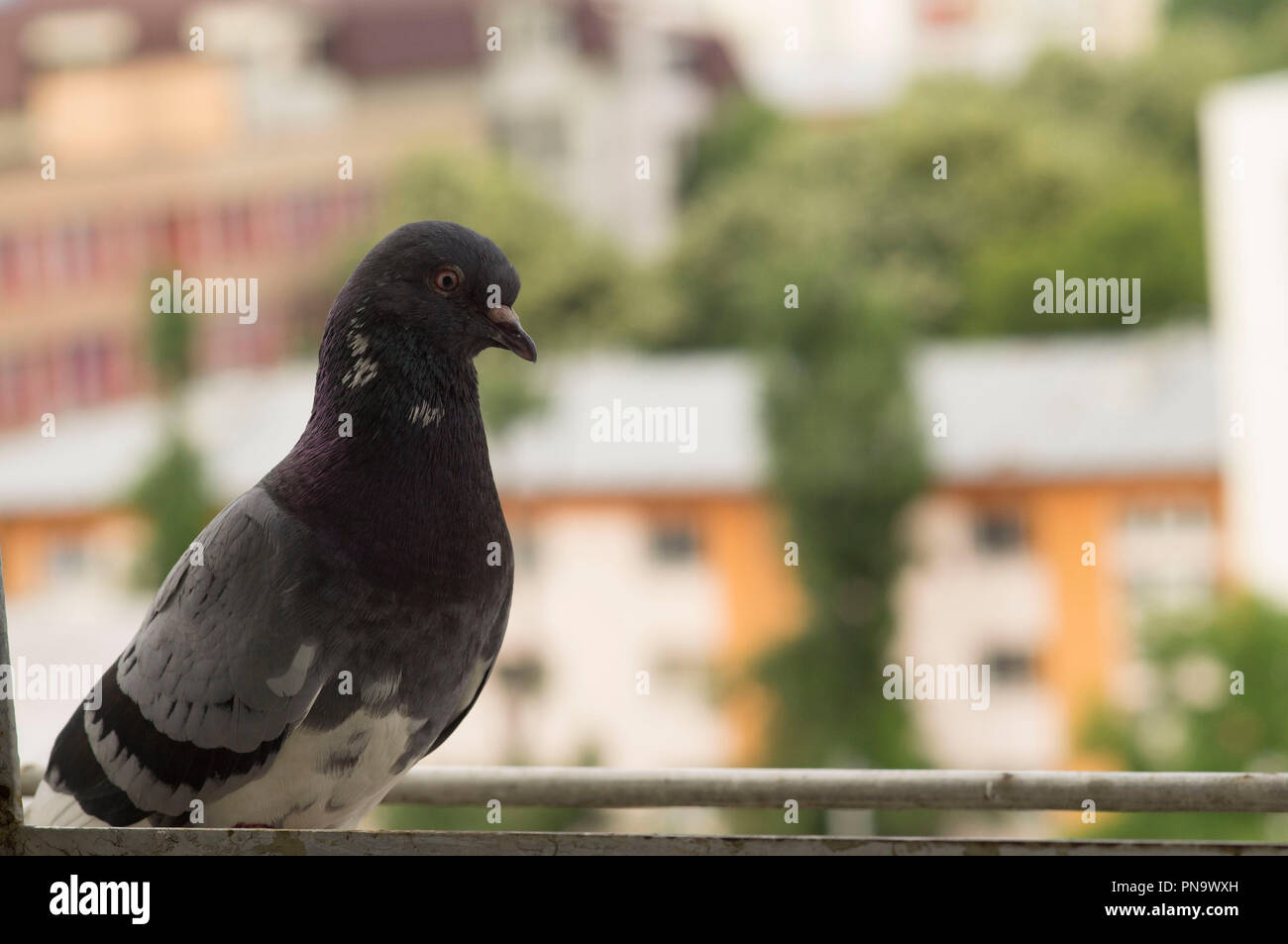 Curious pigeon hi-res stock photography and images - Alamy