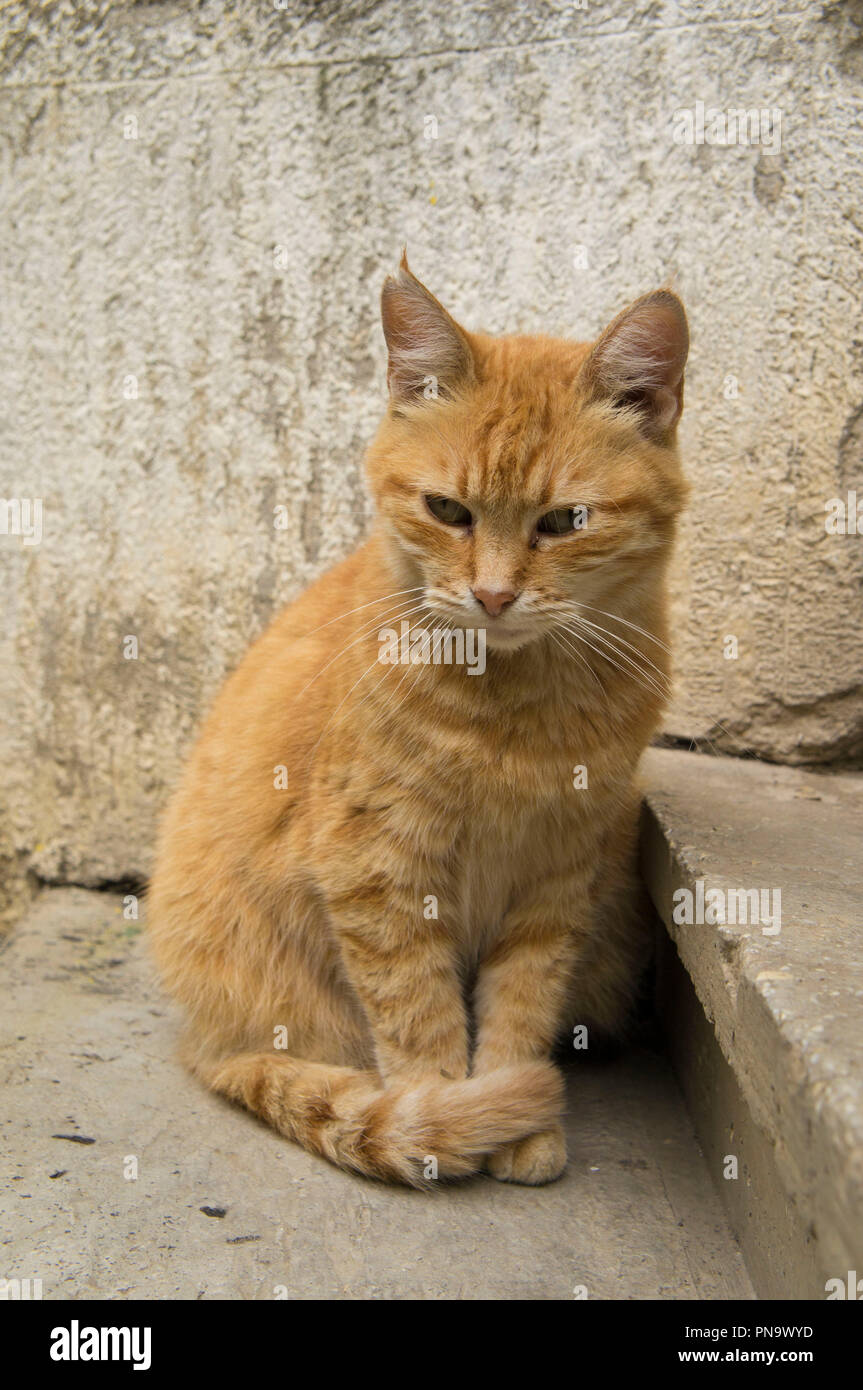 Foxy beauty hi-res stock photography and images - Alamy