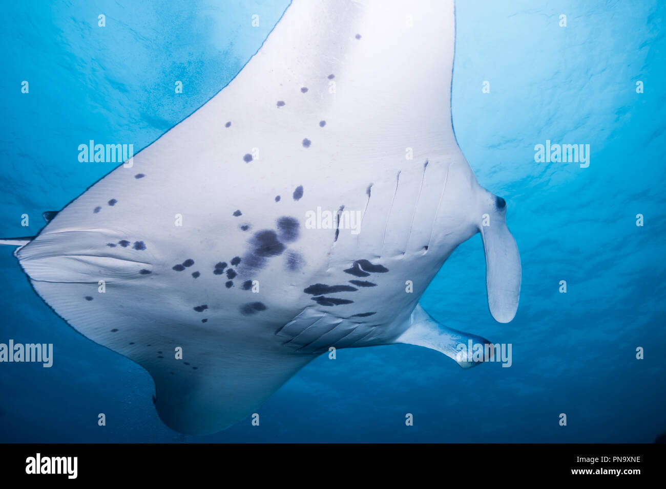 Yap Pacific Ocean Ray Stock Photos & Yap Pacific Ocean Ray Stock Images ...