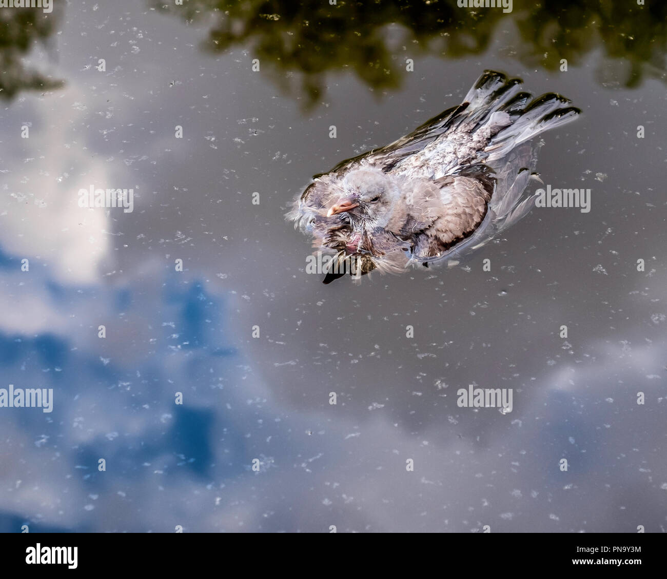 Berlin Mitte,Weinbergsweg Park, Dead pigeon floating in pond Stock ...